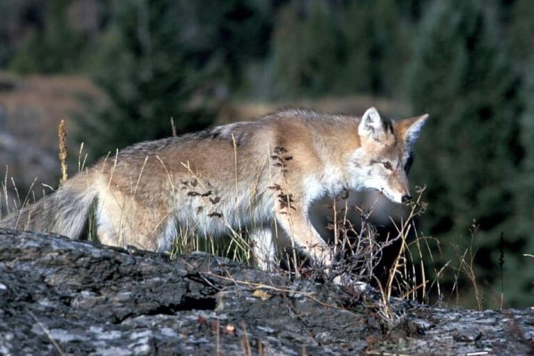 Where Do Coyotes Live and Sleep? - NatureNibble
