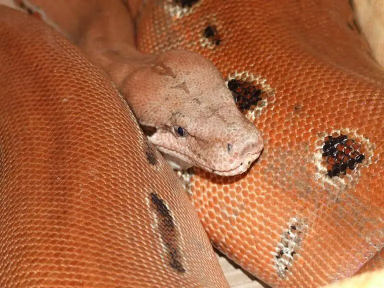 10 Different Types of Boa Constrictors - NatureNibble