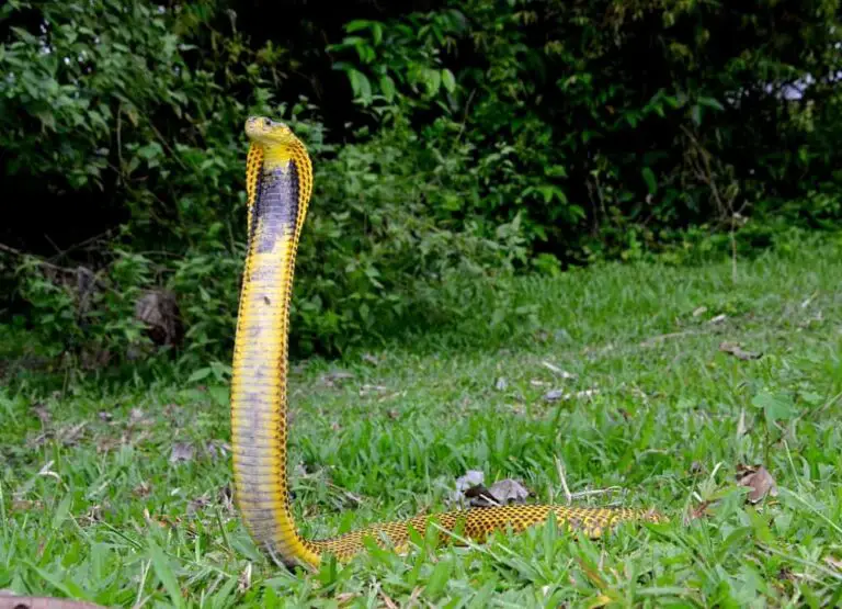 9 Different Types of King Cobra Snakes - NatureNibble
