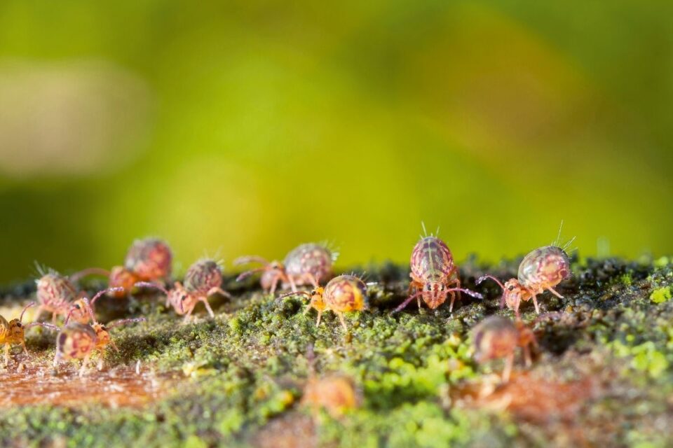 5 Insects Without Eyes (List) - NatureNibble