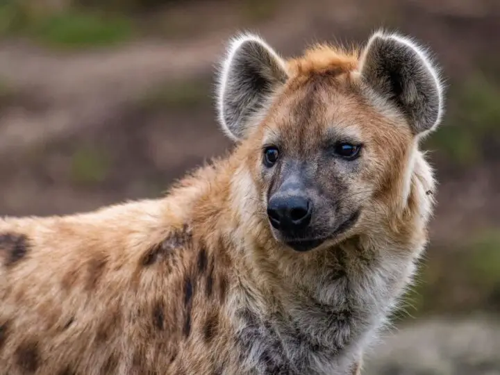 Coyote vs. Raccoon - NatureNibble