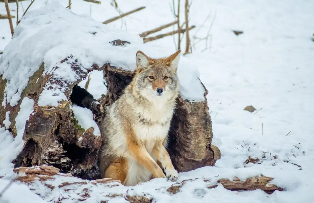 Coyote vs. Raccoon - NatureNibble