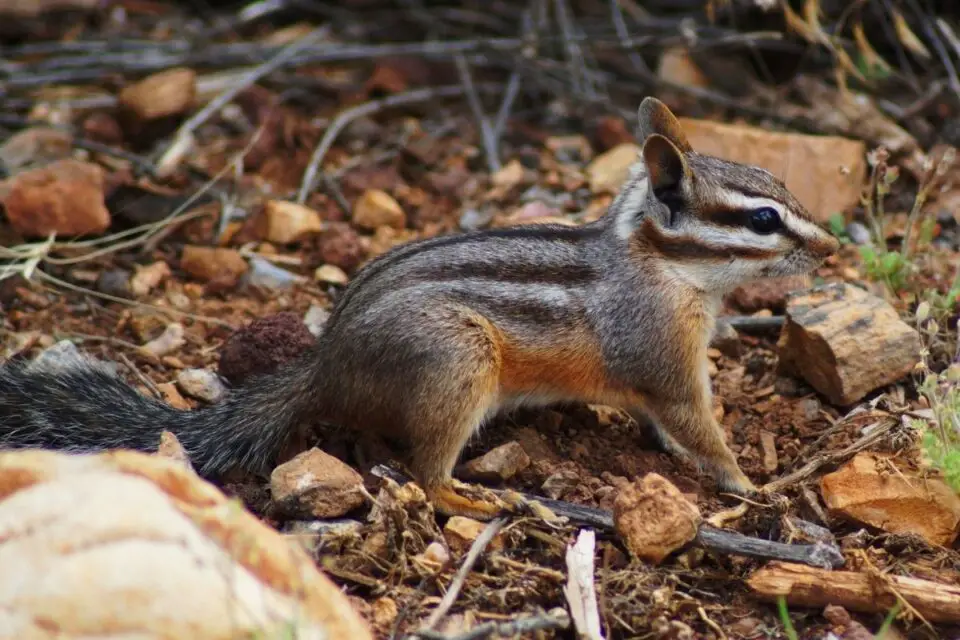 25 Different Types of Chipmunks - NatureNibble