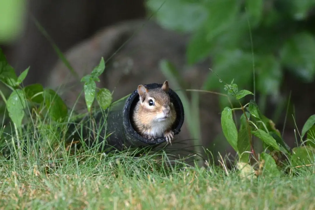 25 Different Types of Chipmunks - NatureNibble
