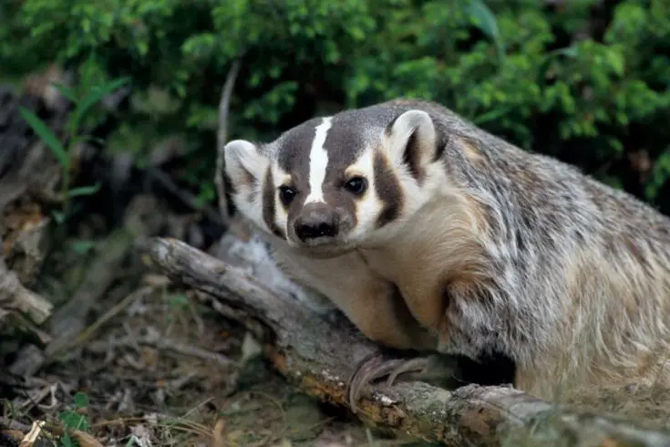 10 Different Types of Badgers - NatureNibble