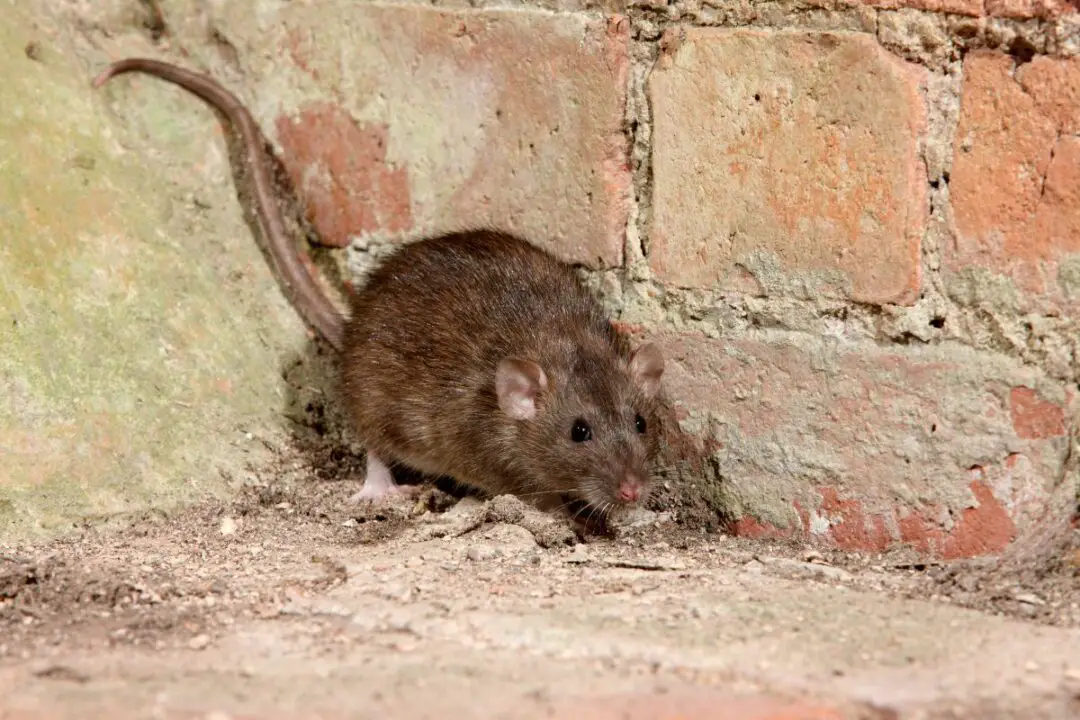 51 Different Types of Rats | NatureNibble