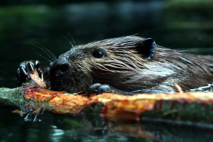 Do Otters Build Dams like Beavers? - NatureNibble