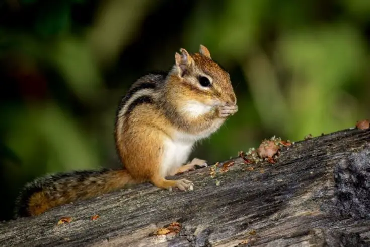 25 Different Types of Chipmunks - NatureNibble