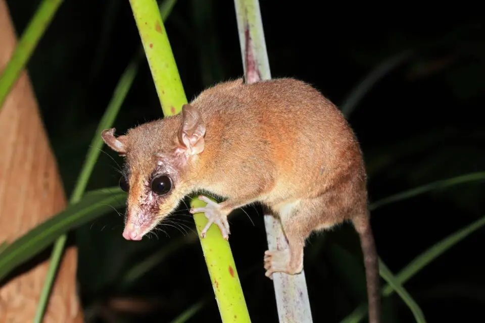 10 Different Types of Possums | NatureNibble