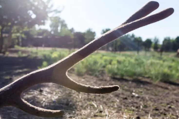 Do Deer Antlers Grow Back if Cut Off? - NatureNibble