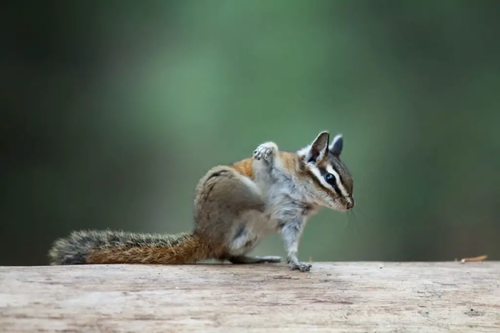25 Different Types of Chipmunks - NatureNibble