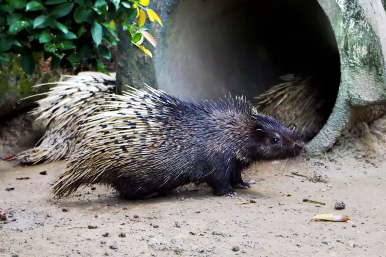 27 Different Types of Porcupines - NatureNibble