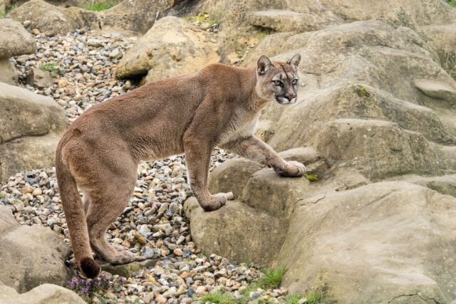 What Animals Eat Pumas? - NatureNibble