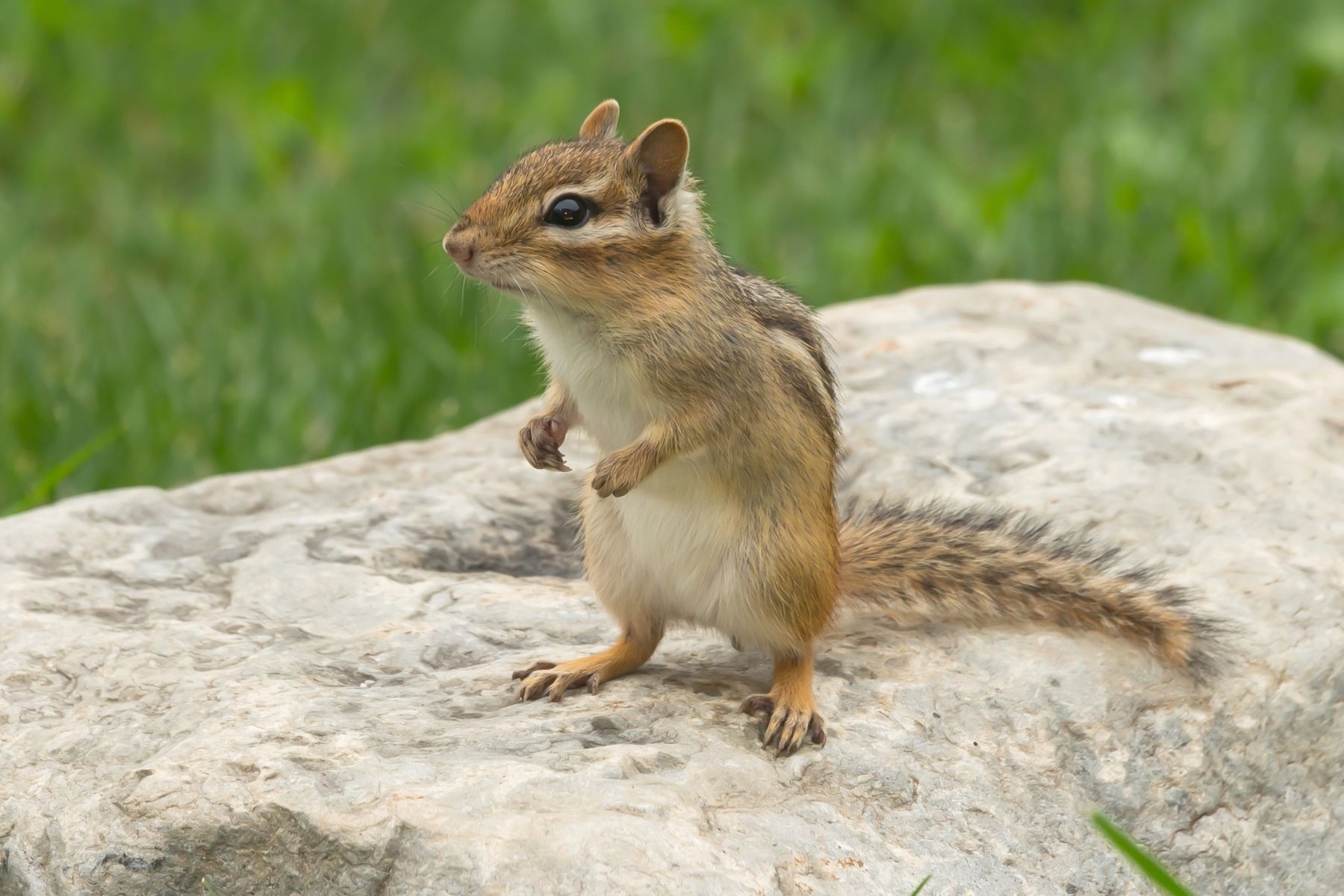 25 Different Types of Chipmunks - NatureNibble