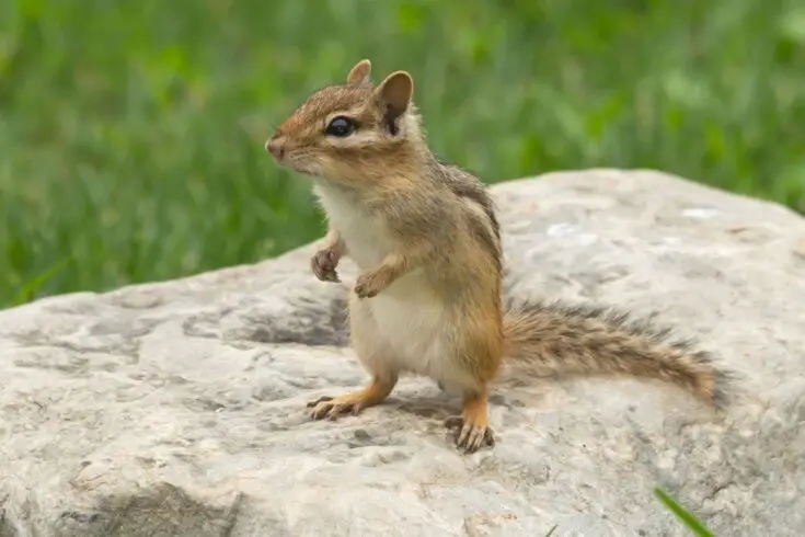 25 Different Types of Chipmunks - NatureNibble