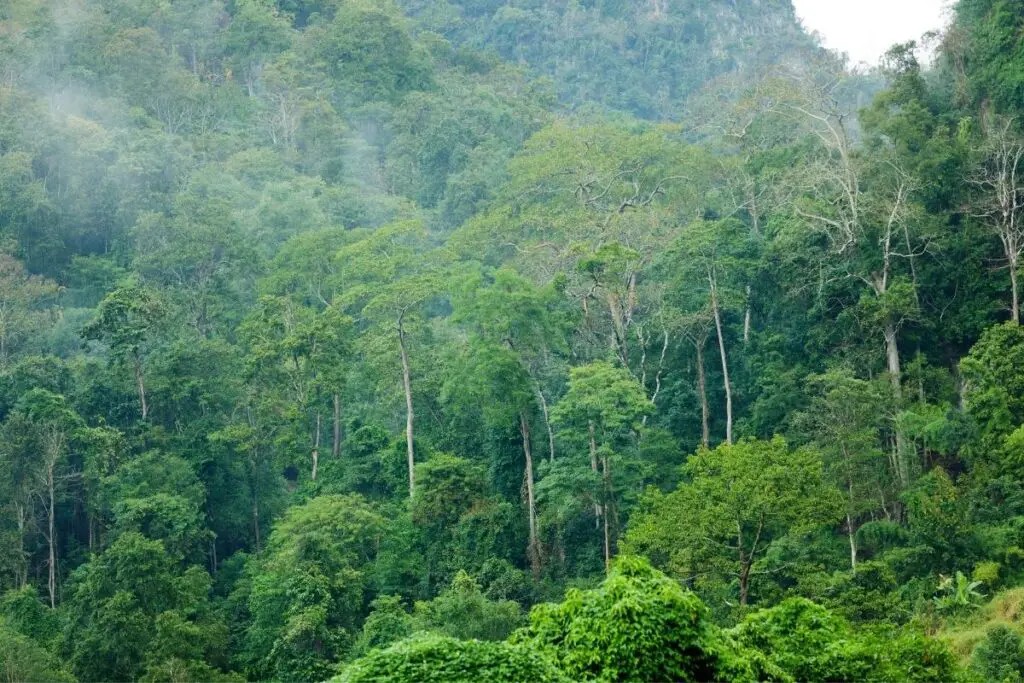 What You Need to Know About Tropical Rainforests | NatureNibble