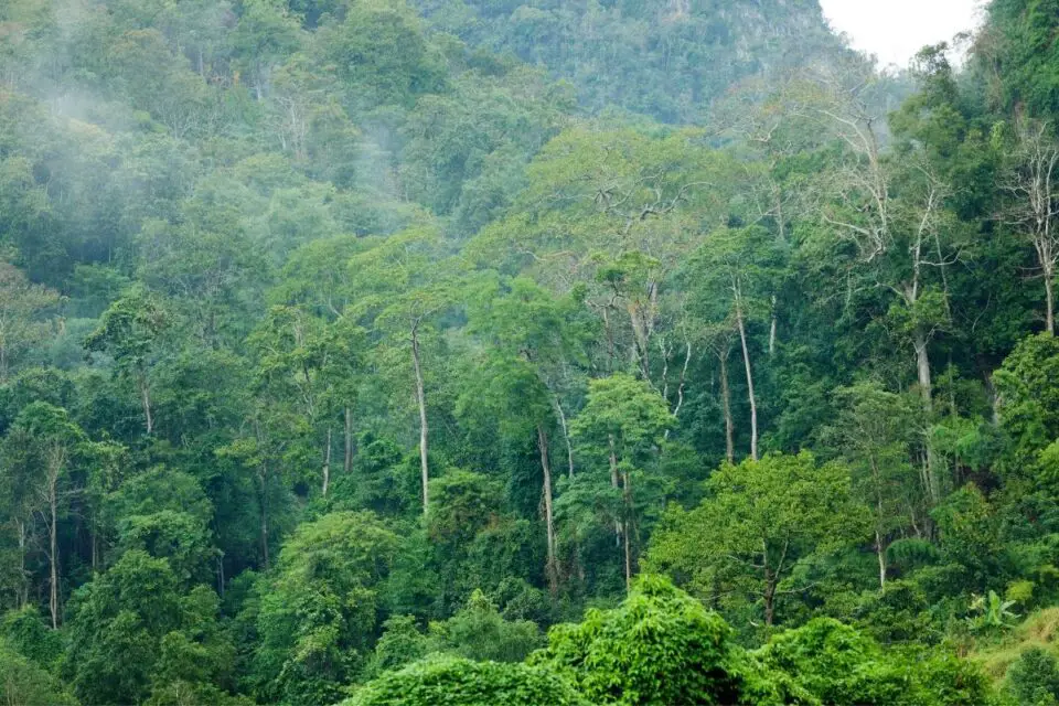 What You Need to Know About Tropical Rainforests | NatureNibble