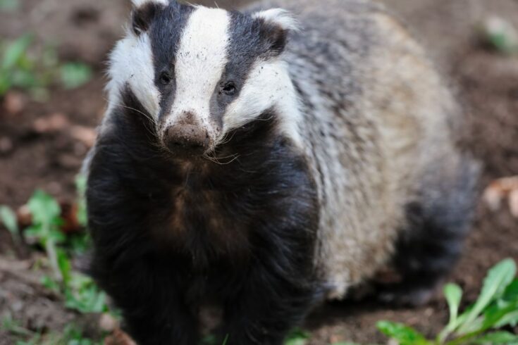 Can You Outrun a Honey Badger? How Fast Do They Run? - NatureNibble