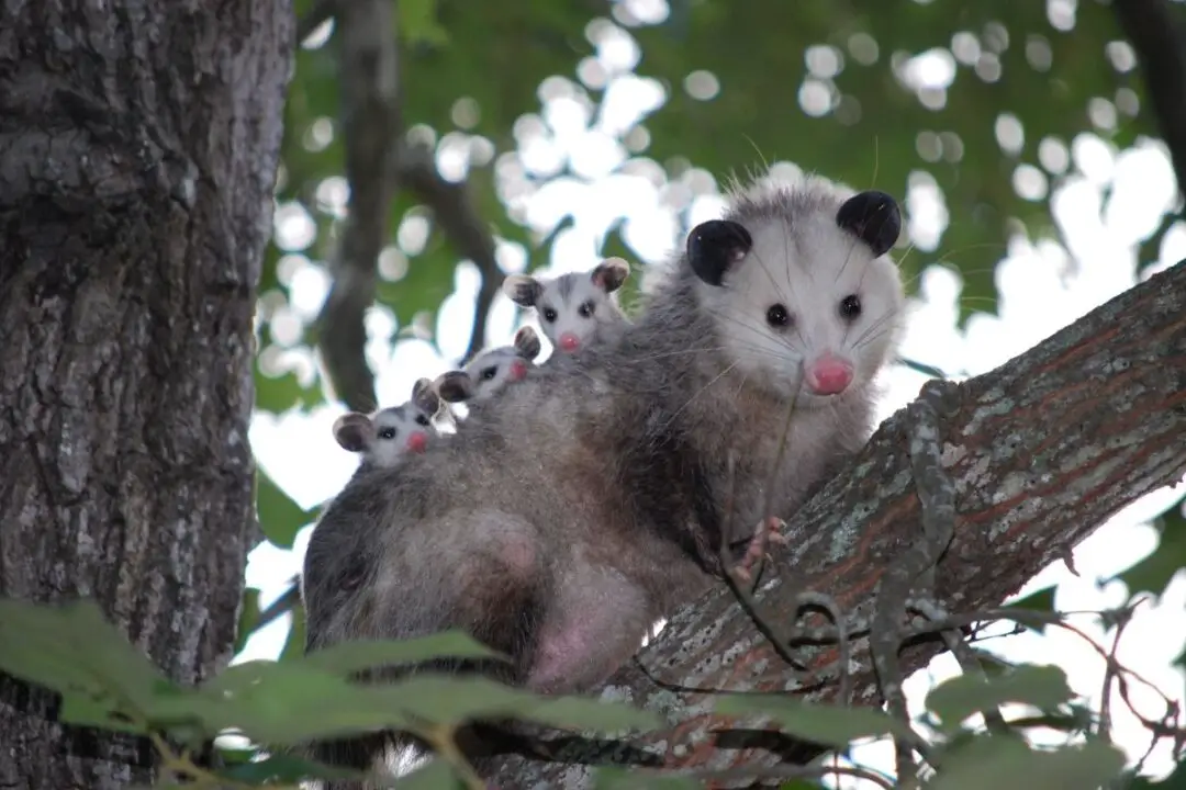 10 Different Types of Possums - NatureNibble