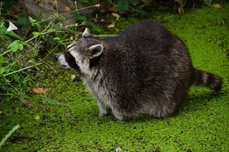 3 Different Types of Raccoons - NatureNibble