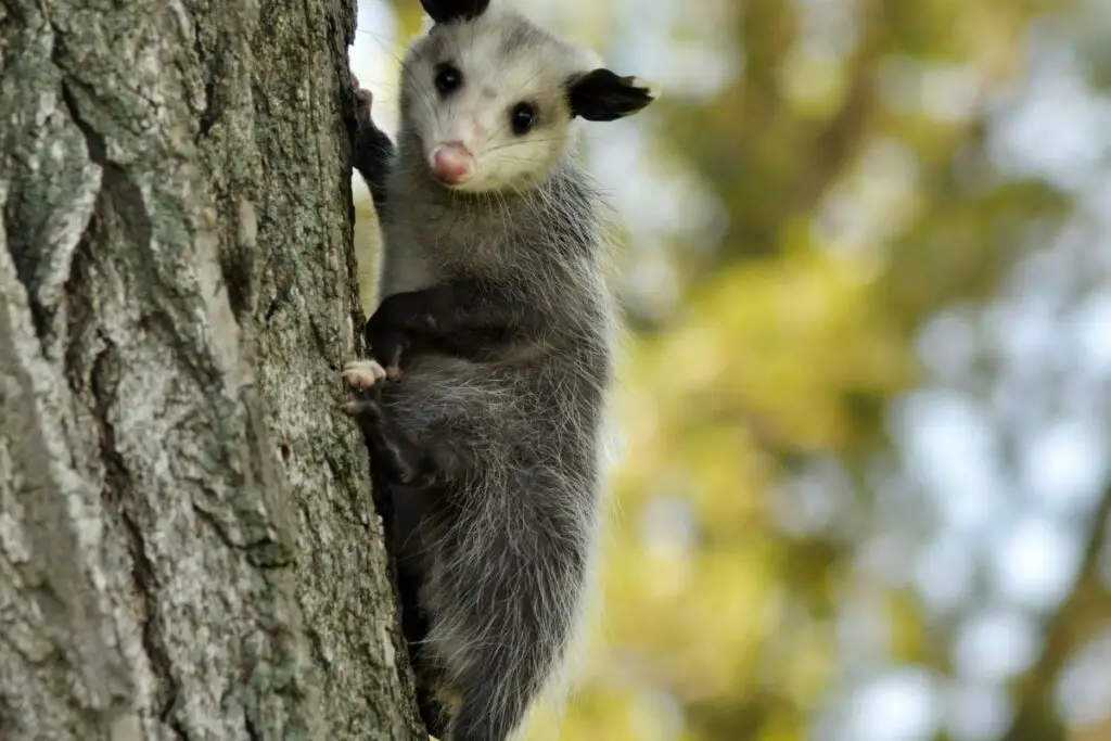 10 Different Types of Possums - NatureNibble
