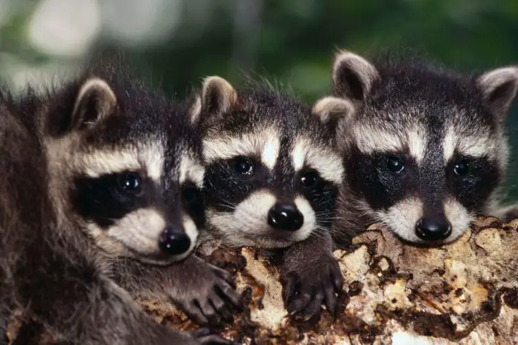 3 Different Types of Raccoons - NatureNibble