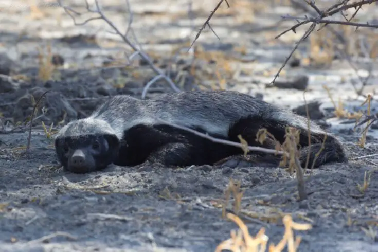 Why Are Honey Badgers So Fearless? - NatureNibble
