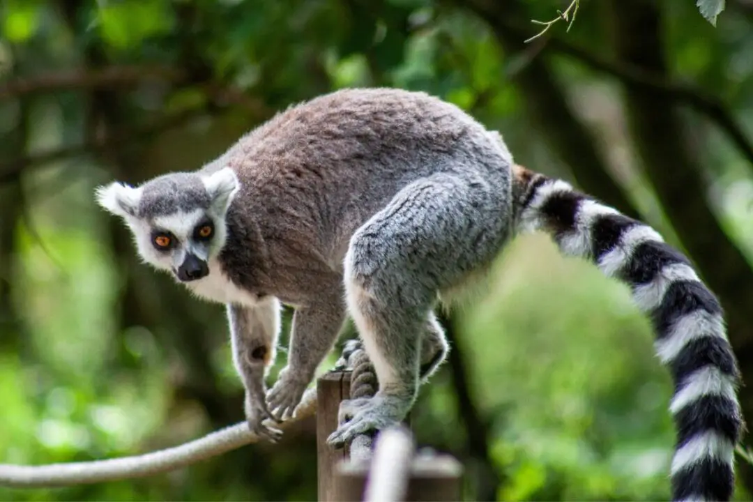 7 Animals Similar to Lemurs - NatureNibble