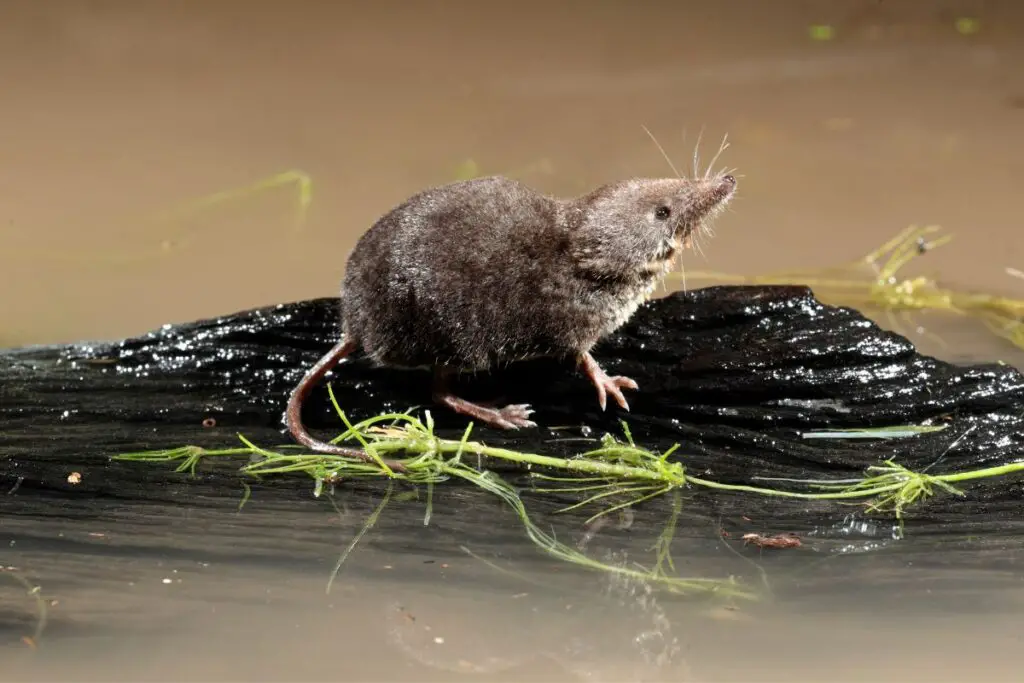 Top 10 Mole-Like Animals: Animals with Distinct Lifestyles That Are ...