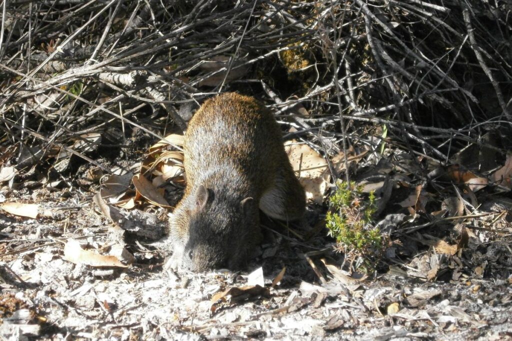 15 Animals Similar to a Rat - NatureNibble