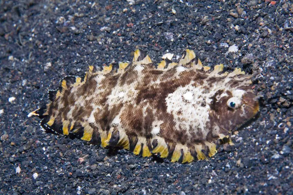 17 Fish Similar to Tilapia - NatureNibble