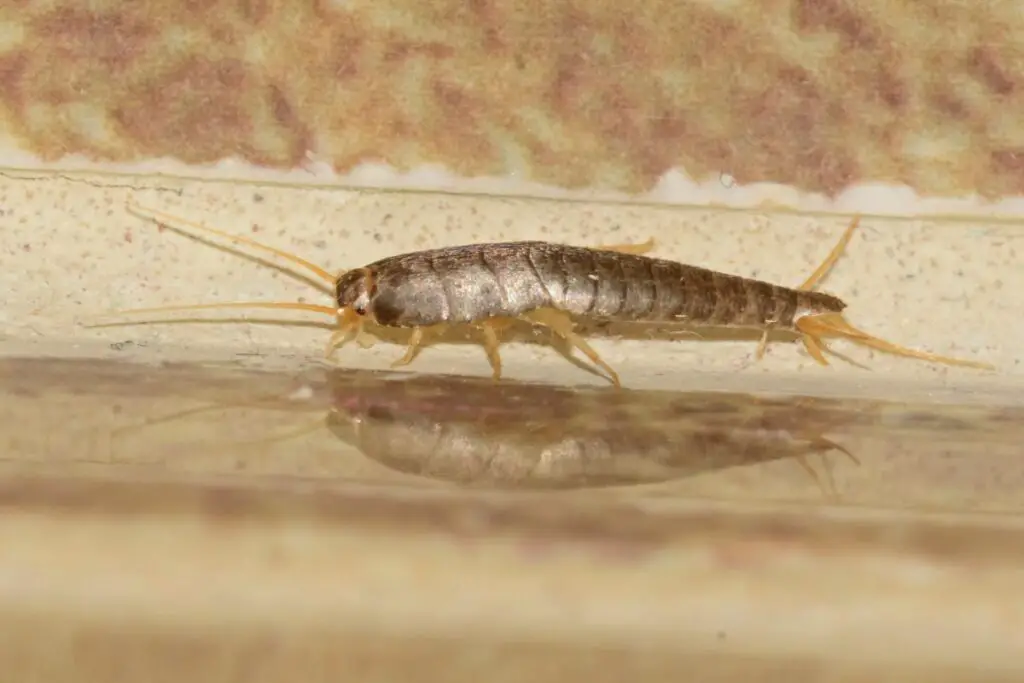 13 Insects Similar to Earwigs - NatureNibble