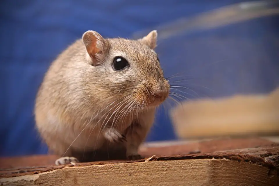 16 Animals Similar to Mice - NatureNibble