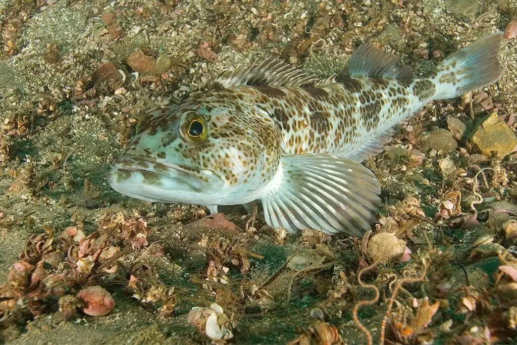 15 Fish Similar to Cod - NatureNibble
