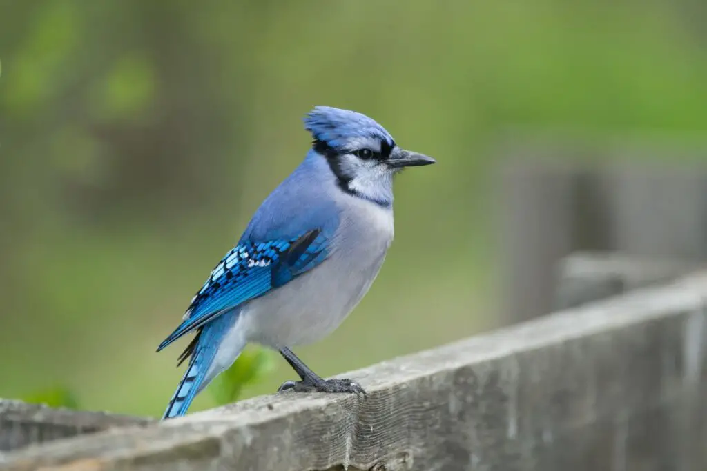 What Bird Looks Similar To A Blue Jay at Roxanne Corley blog