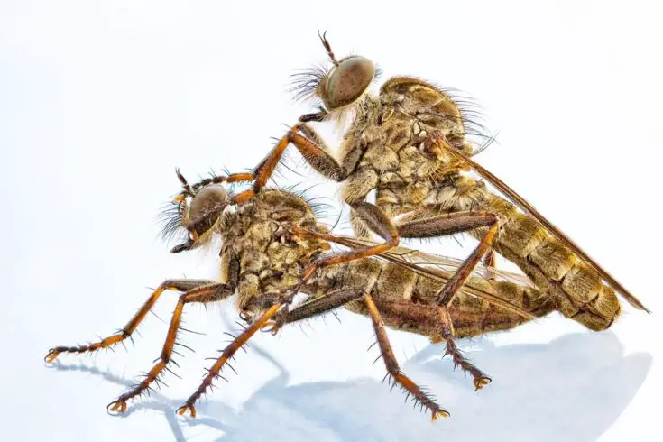 20 Insects Similar to Mosquitoes - NatureNibble