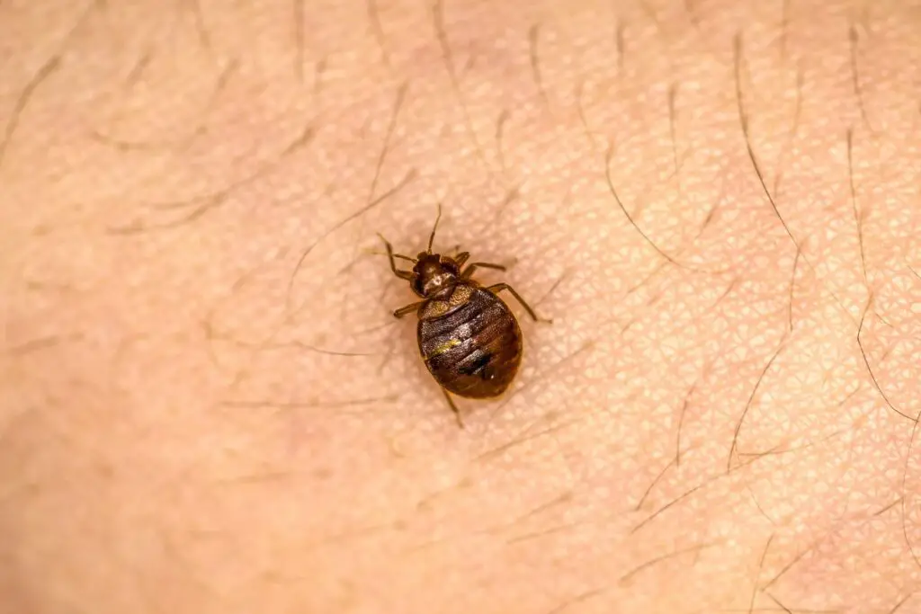 9 Insects Similar to Bed Bugs | NatureNibble