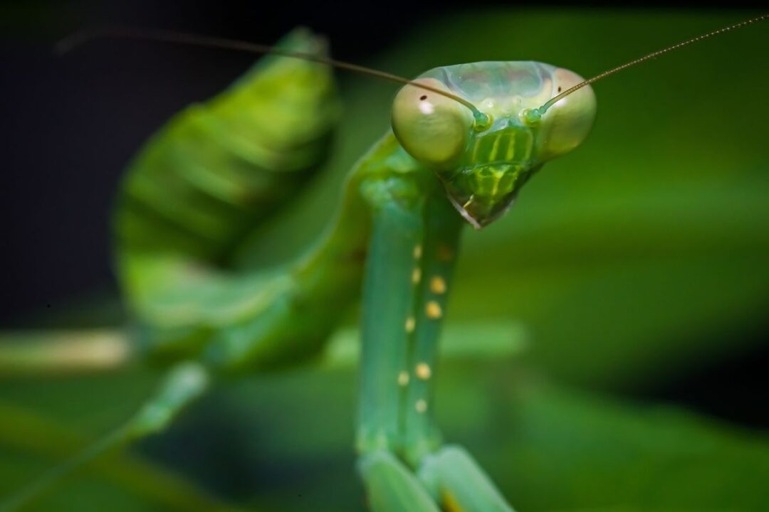 15 Insects Similar to the Praying Mantis | NatureNibble