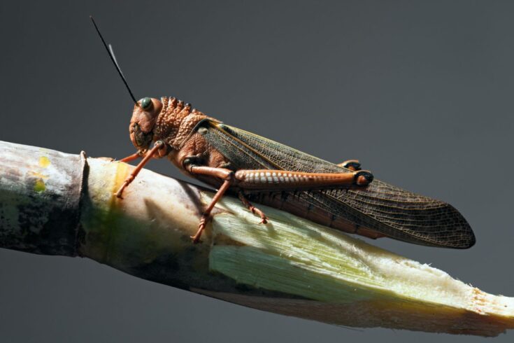 19 Insects Similar to Grasshoppers - NatureNibble