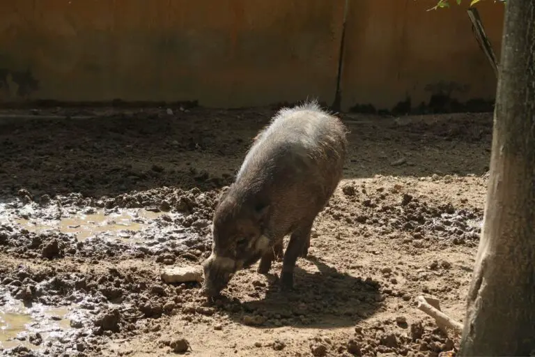17 Animals Similar to Pigs | NatureNibble