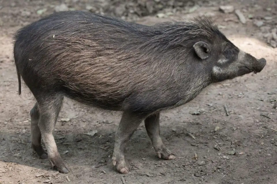 17 Animals Similar to Pigs - NatureNibble
