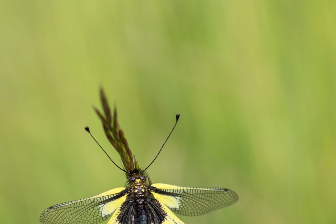 15 Insects Similar to Dragonflies - NatureNibble