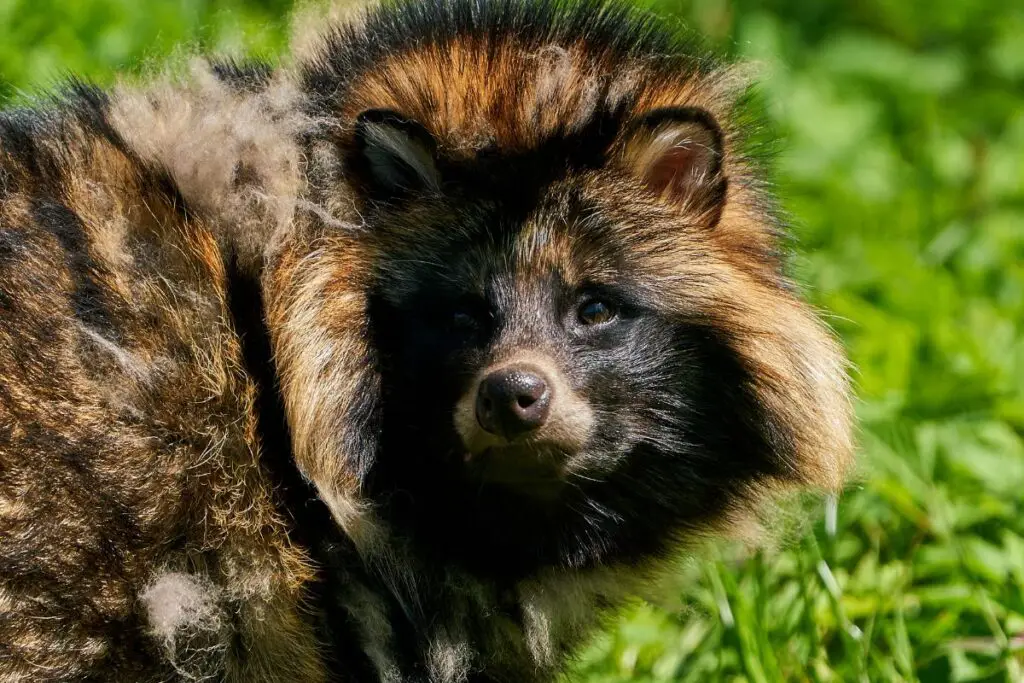 12 Animals Similar to Dogs - NatureNibble