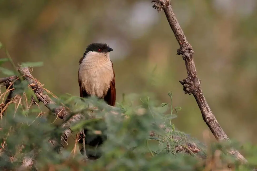 18 Birds Similar to Cuckoos - NatureNibble