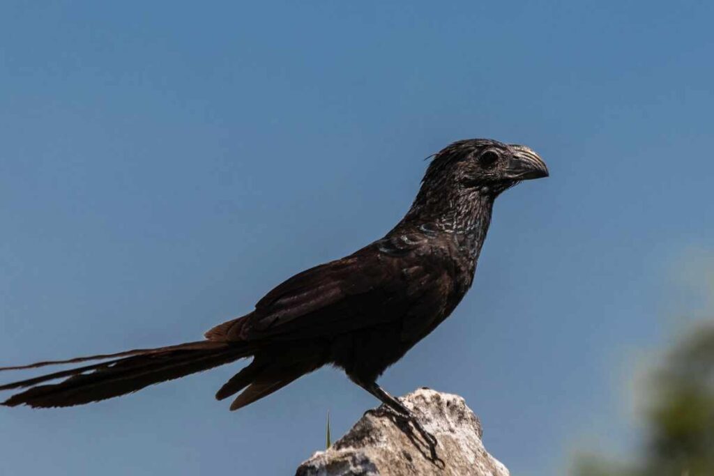 18 Birds Similar to Cuckoos - NatureNibble