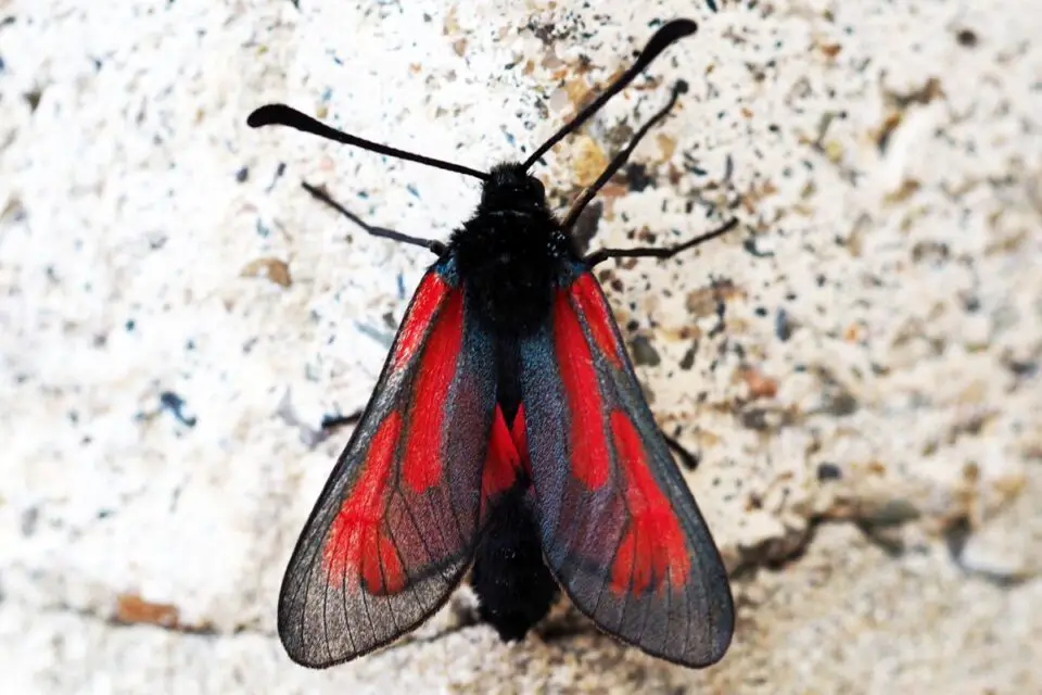 12 Animals Similar to Bats - NatureNibble